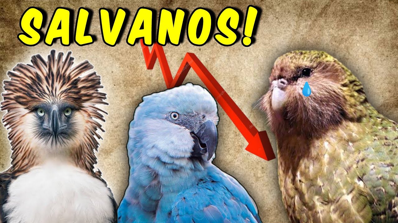 Aves En Peligro De Extincion Sabías Que 64 Especies De Animales