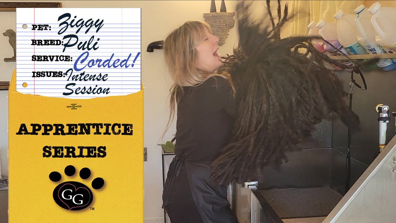 Apprentice Series Full Corded Puli Bath And Groom Working With Dogs