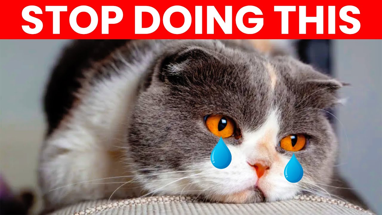 20 Things You Must Stop Doing To Your Cat Youtube