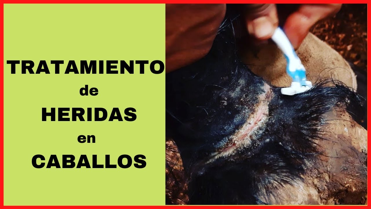 рџ єрџ Tratamiento De Heridas En Caballosрџ є Youtube