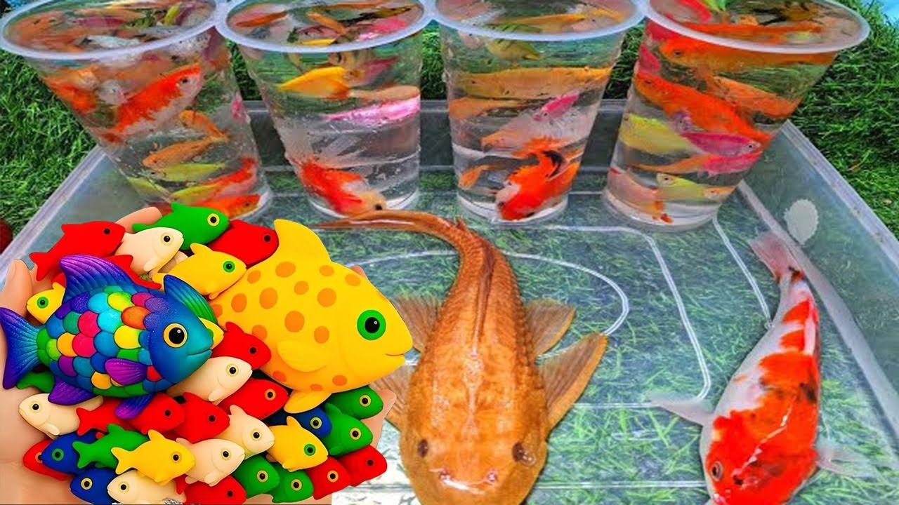 Very Beautiful Freshwater Aquarium Fish Unboxing In Small Pond Platy