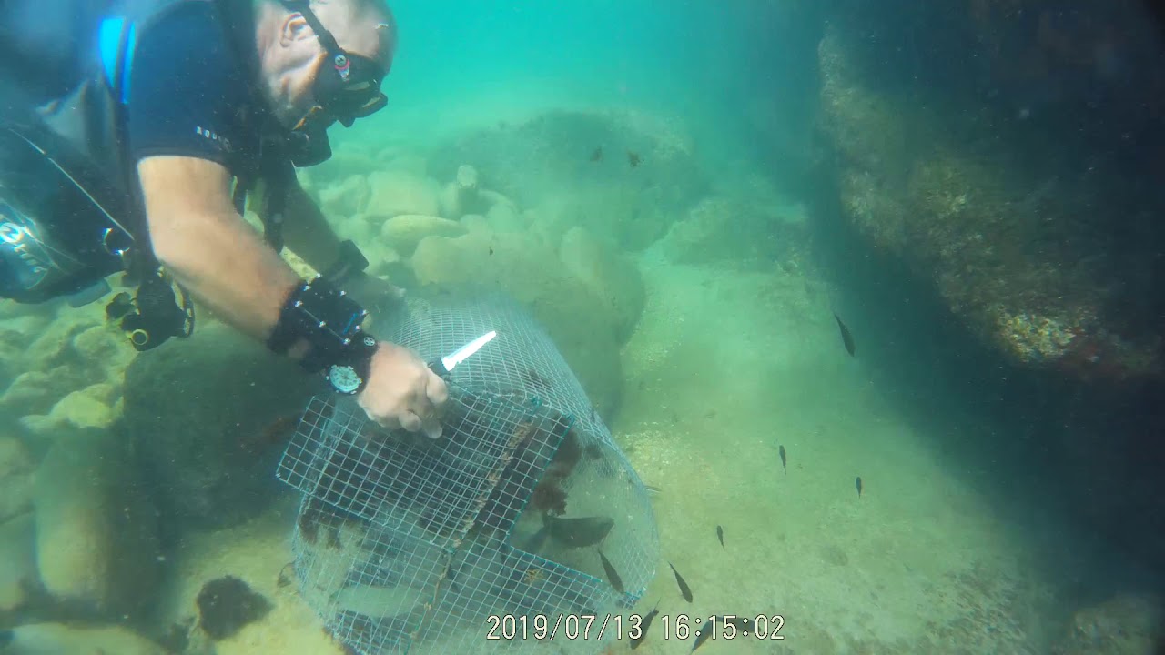 Fish Rescue Youtube