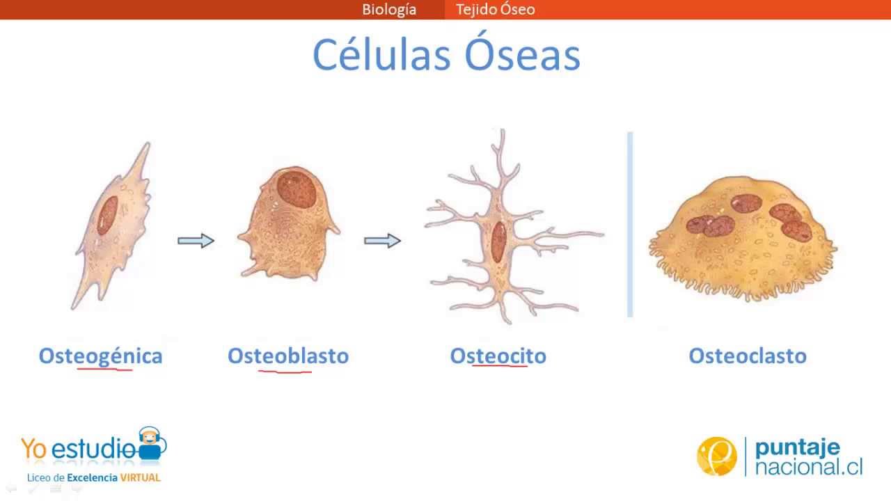 Tejido óseo Youtube