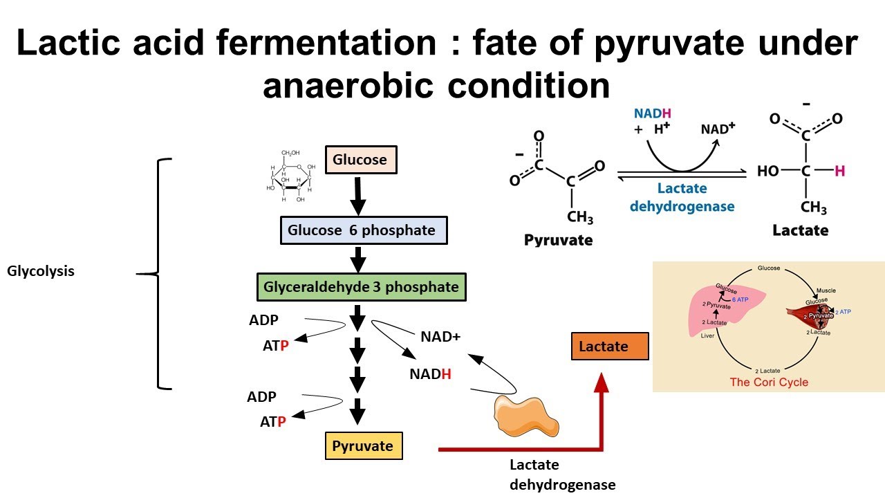 Lactic Acid Fermentation Formula Heterolactic Glucose Savory And