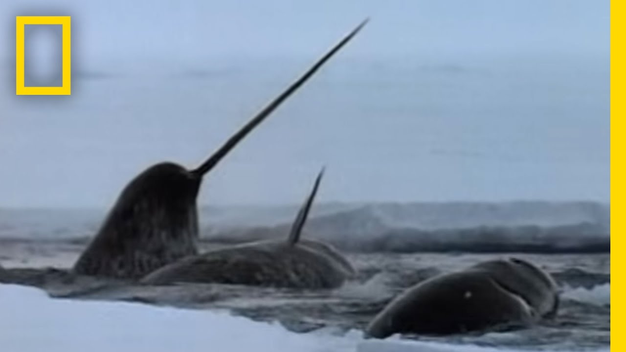 The Narwhal S Mysterious Tusk National Geographic Youtube