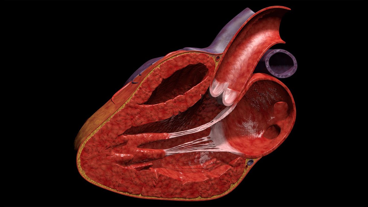Human Heart 3d Animation Youtube