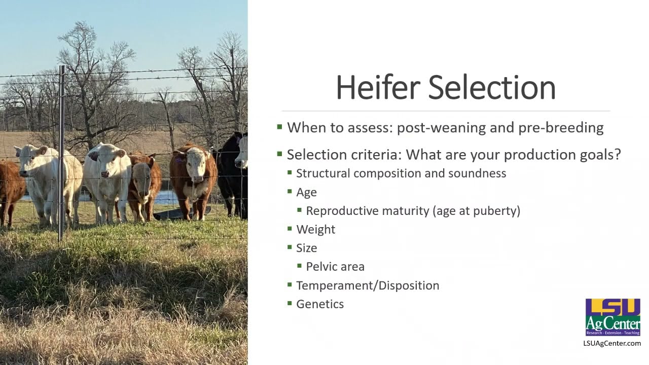 Commercial Replacement Heifer Selection And Development Beef Brunch