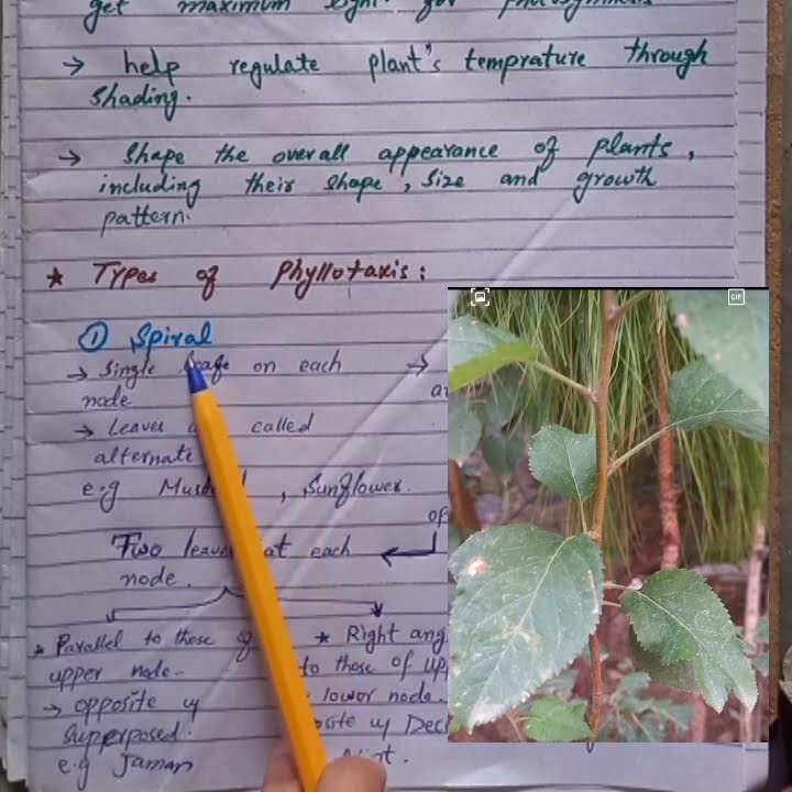 Phyllotaxis Types Of Phyllotaxis Spiral Arrangement Alternative