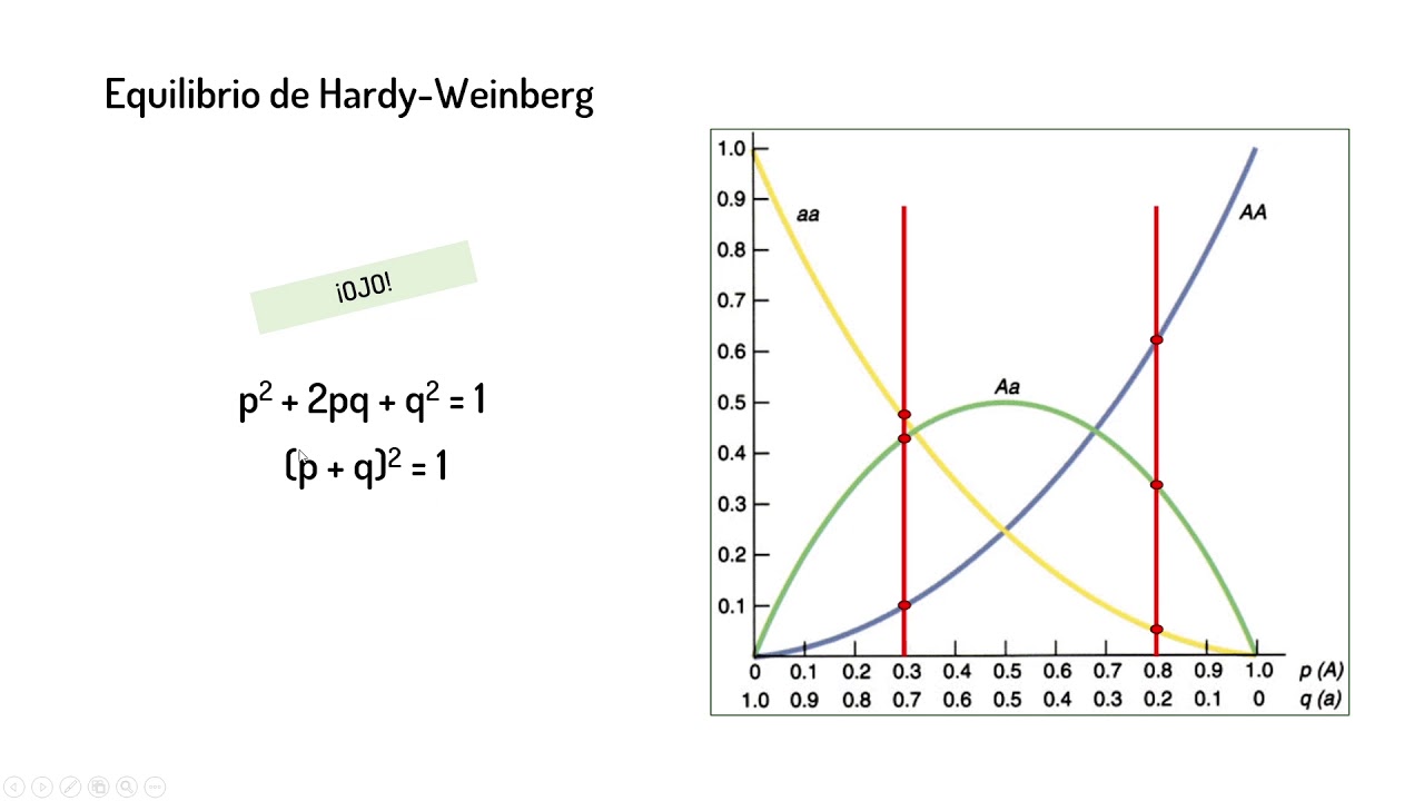 Hardy Weinberg Equilibrium