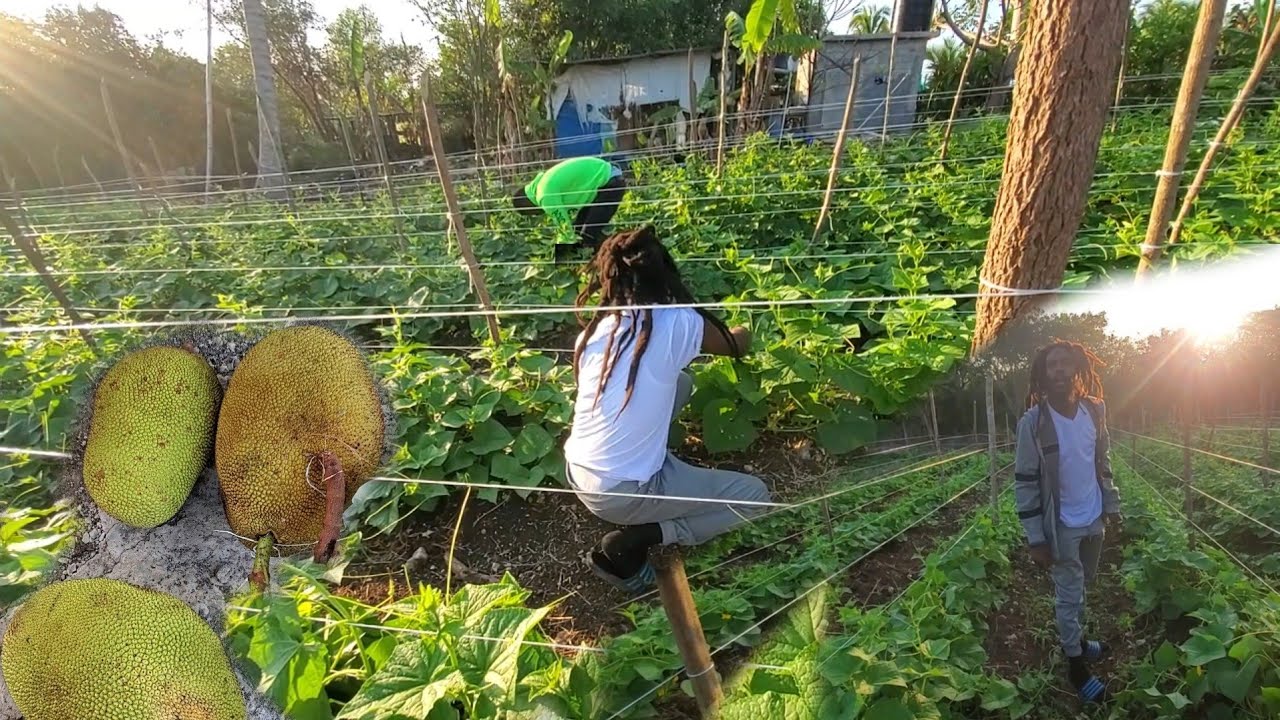 Youtubers Helping Me On The Farm Unity Is Strength ёящпёяткёяткёятк Youtube