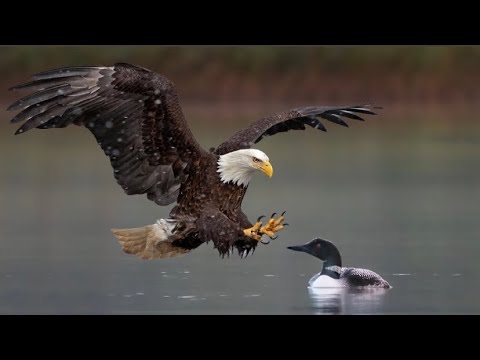 Eagle Attacks Loon Youtube