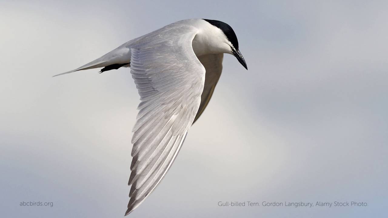 Gull Billed Tern Call Youtube