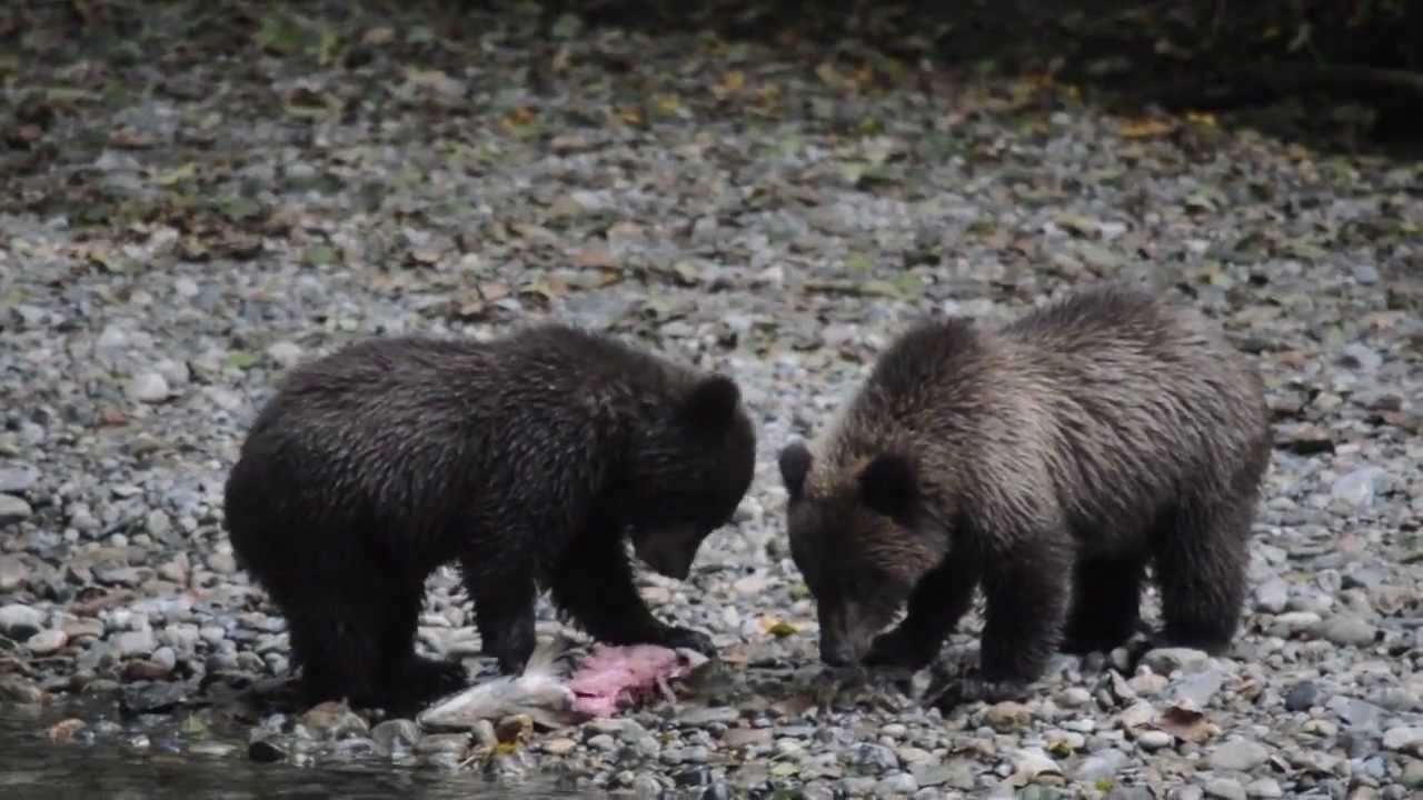 Campbell River Grizzly Bear Tours Cubs Fighting Over Salmon What A