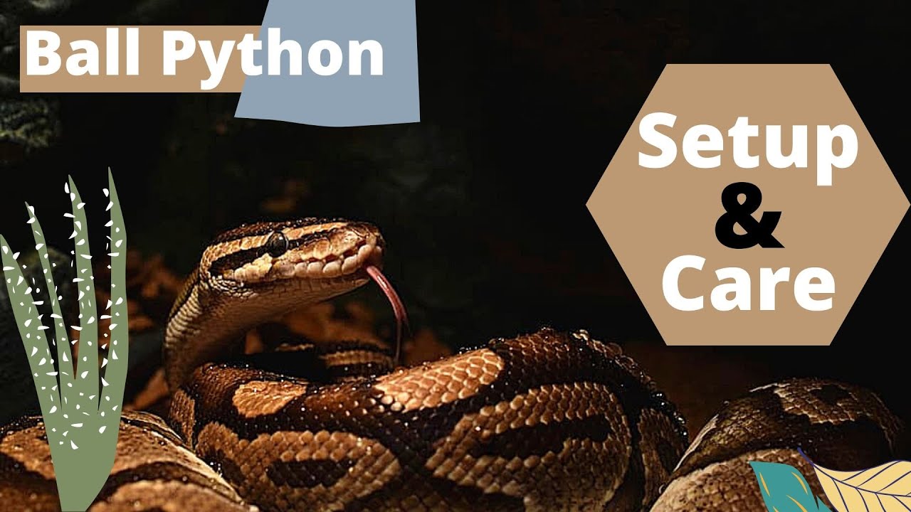 Ball Python How To Setup Enclosure Care 2020 Youtube