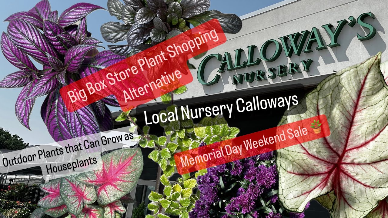 Big Box Store Plant Shopping Alternative Shop Local Plant Nursery