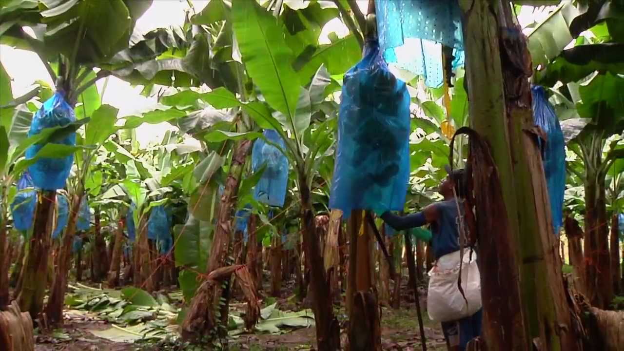 Dole Harvesting Bananas Youtube