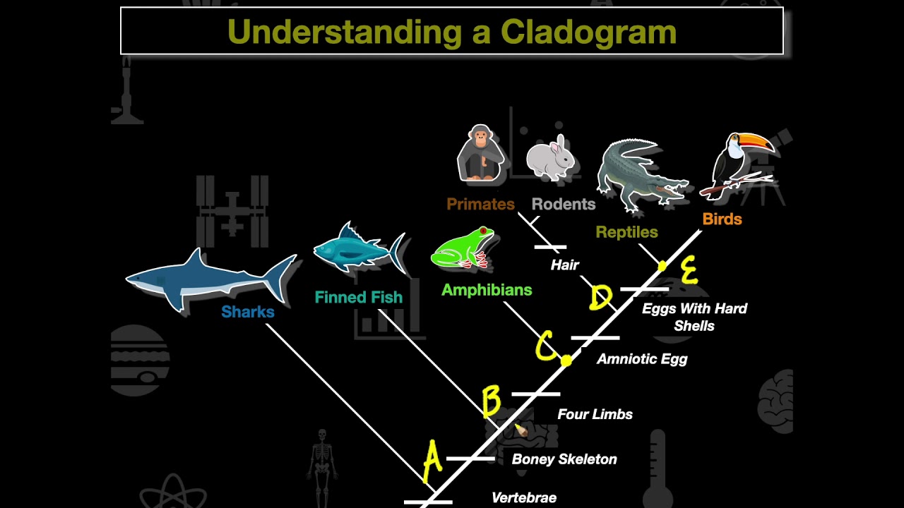 Cladogram Practice Youtube