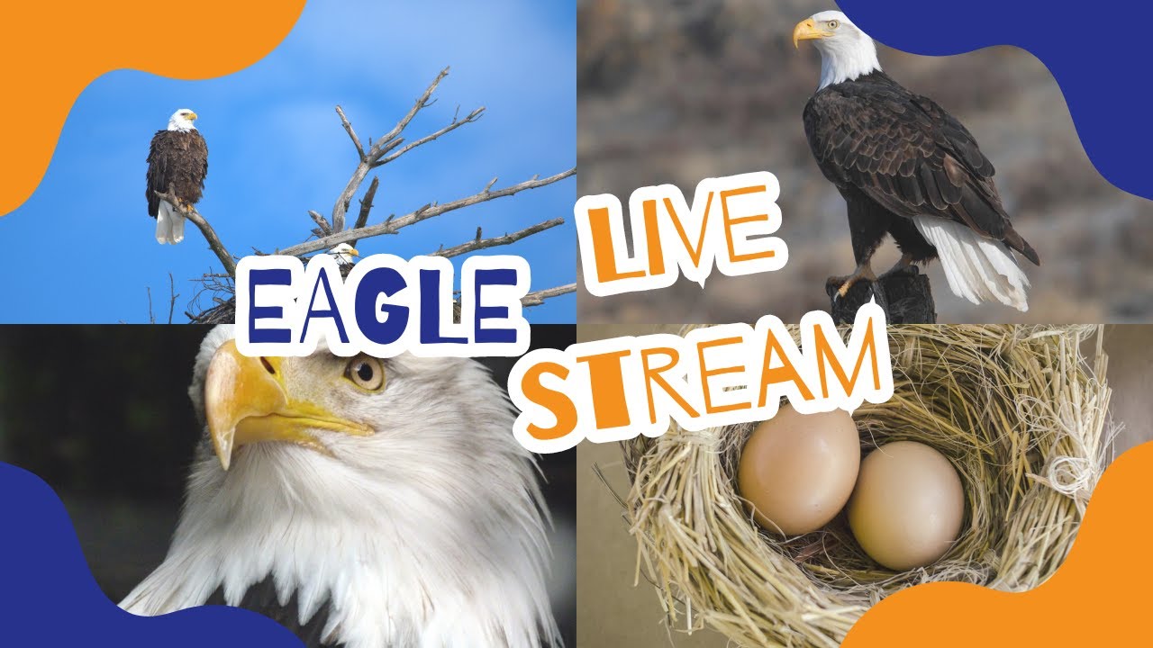 Live Bald Eagle Cam Witness Two Bald Eagles Nurturing Eggs In