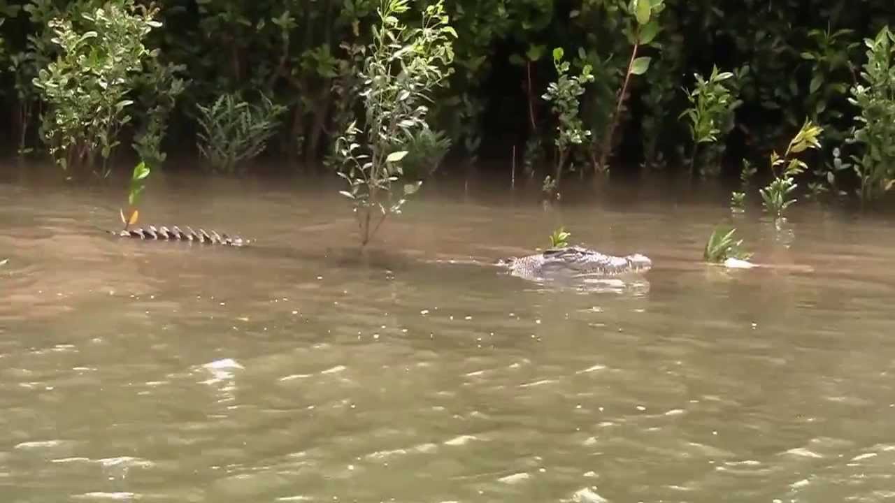 Crocodile Eating Cow Carcass Youtube
