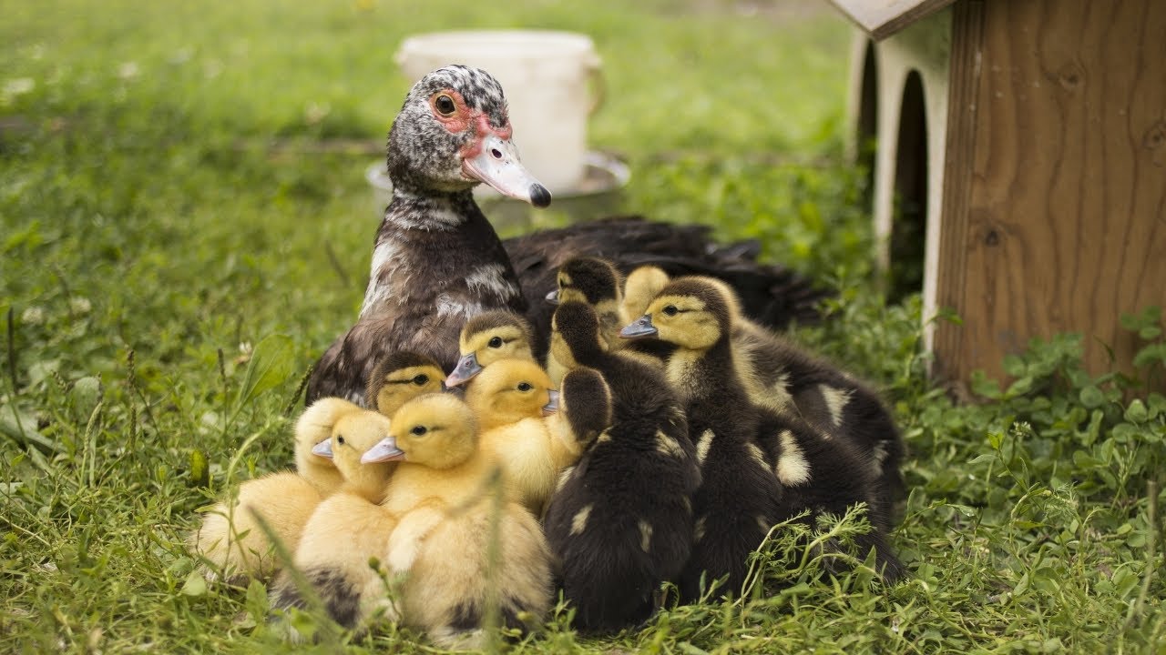Duck Videos For Babies Cute Baby Duck Videos Funny Baby Duck Videos