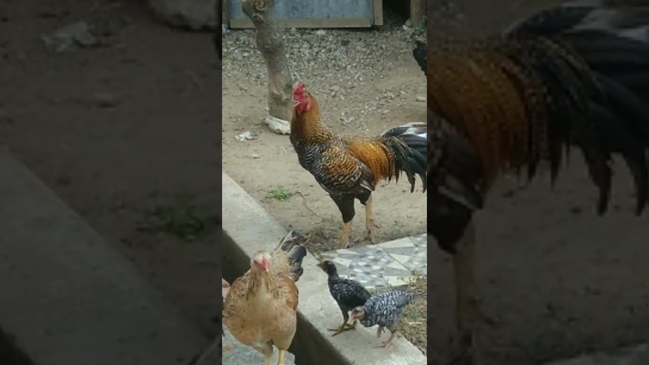 Rooster Youtube