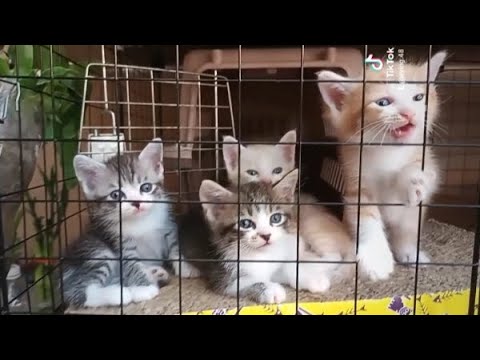 Persian Siamese Puspin Kittens Youtube