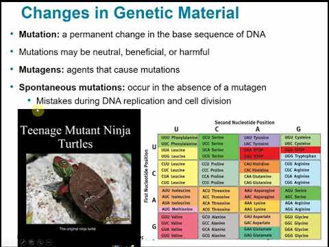 2117 Chapter 8 Part B Microbial Genetics Youtube