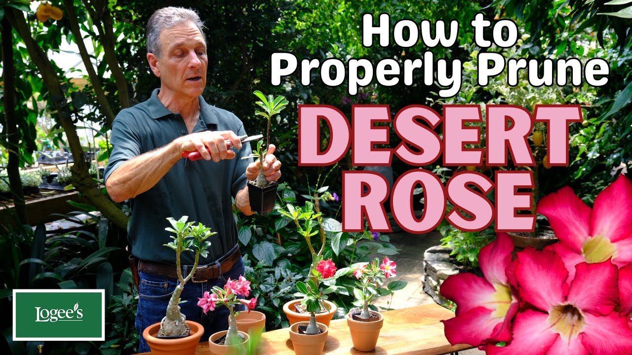 How To Properly Prune Desert Rose Adeniums Youtube