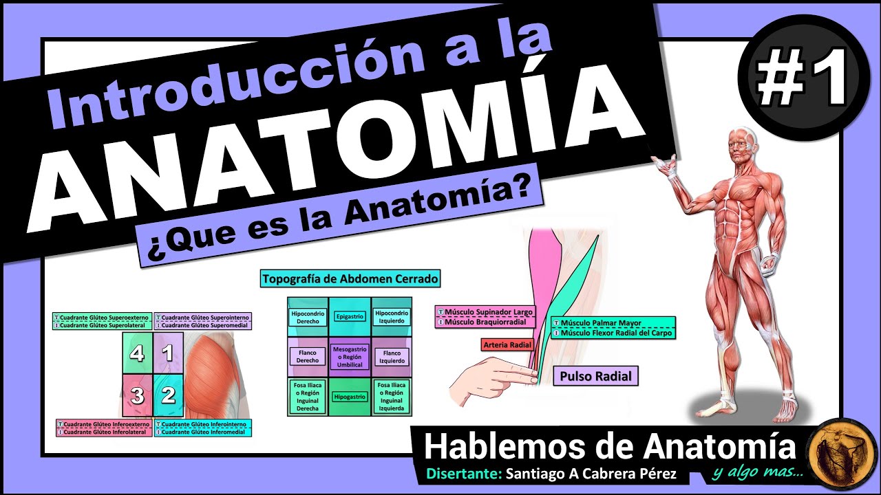 рџџј Introduccion A La Anatomia Humana вїquг Es La Anatomг A рџџј Hablemos De