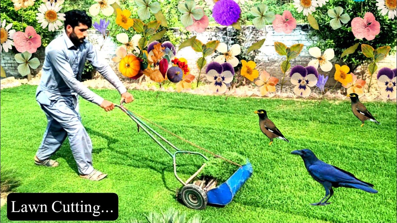 How To Cutting Lawn Grass Lawn Cutting Lawn Care Youtube