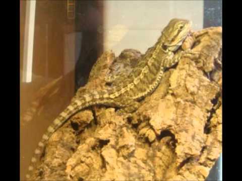 Beginner Lizard Care Guide Housepetscare