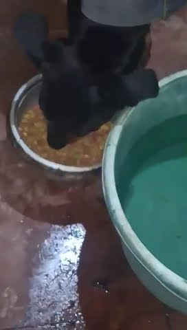 Innocent Pup Chained To A Bed Left To Rot In A Filthy Prison Of His