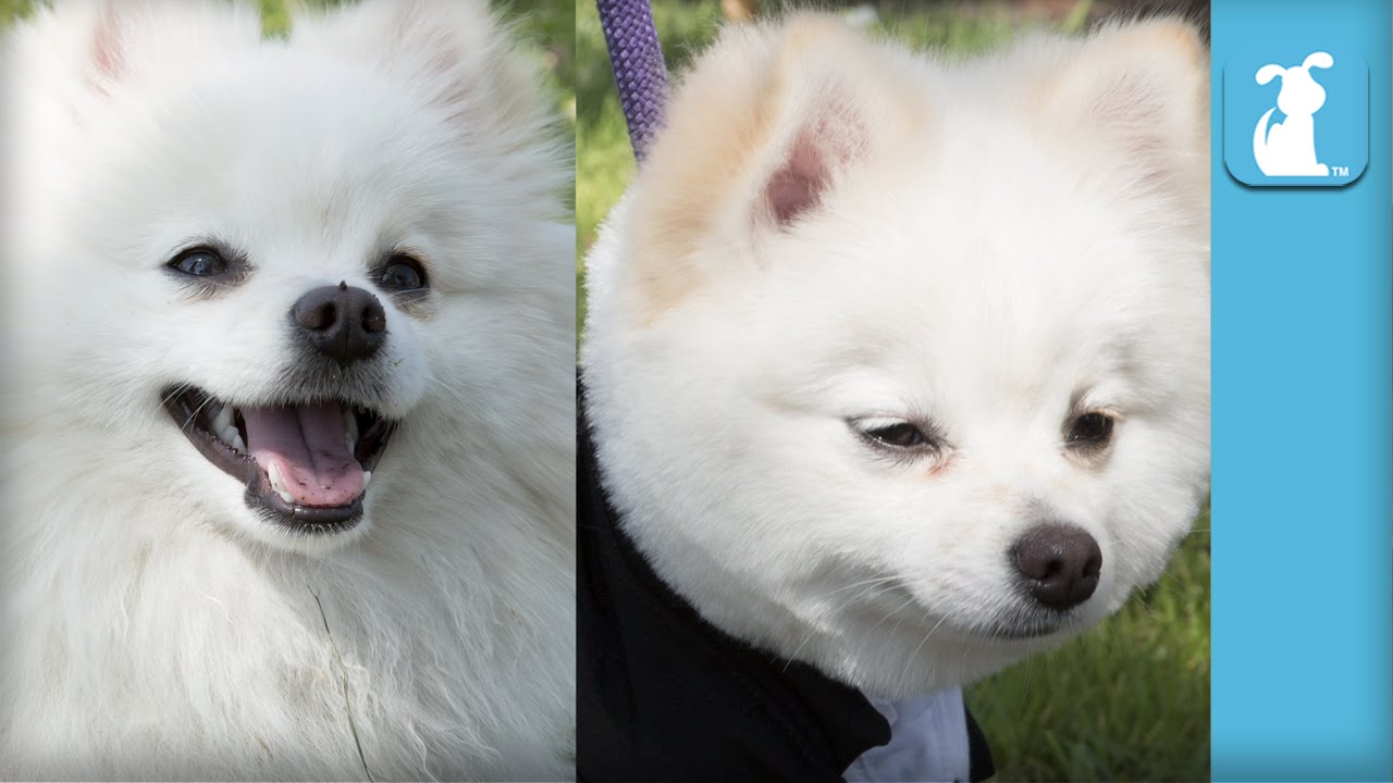 Pomeranian Teddy Bear Haircut Styles
