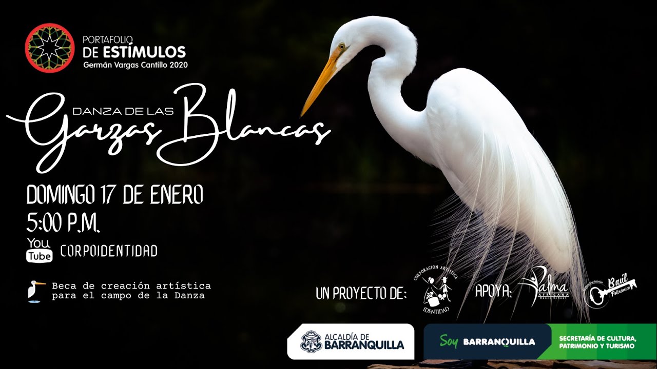 Danza De Las Garzas Blancas Youtube