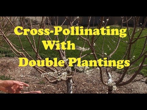 Cross Pollinating Fruit Trees Double Planting Youtube
