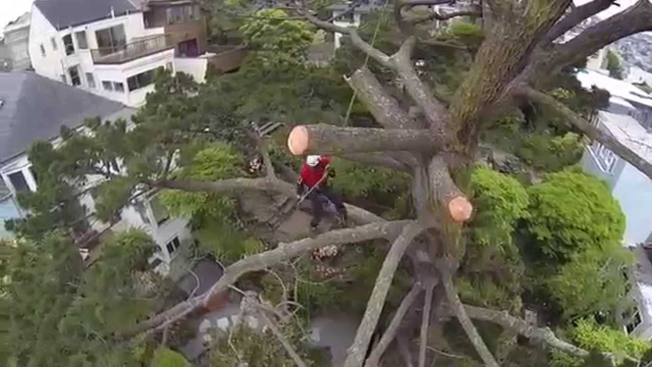 Sf Pine Tree Removal Youtube