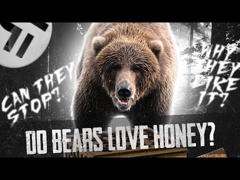 Why Do Bears Like Honey So Much