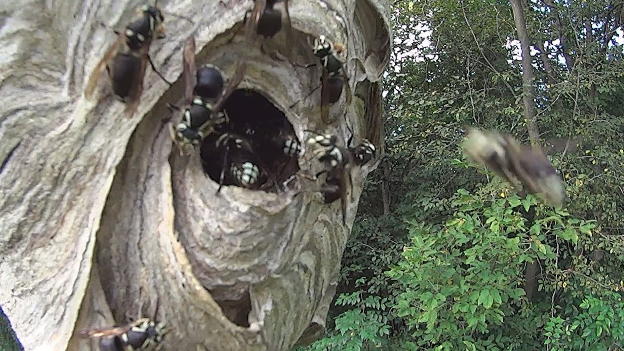 Baldfaced Hornet L Awesome Deceiver Our Breathing Planet