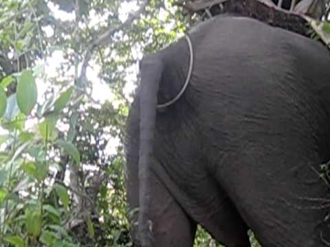 Elephant Pooping On My Trek In Laos Youtube
