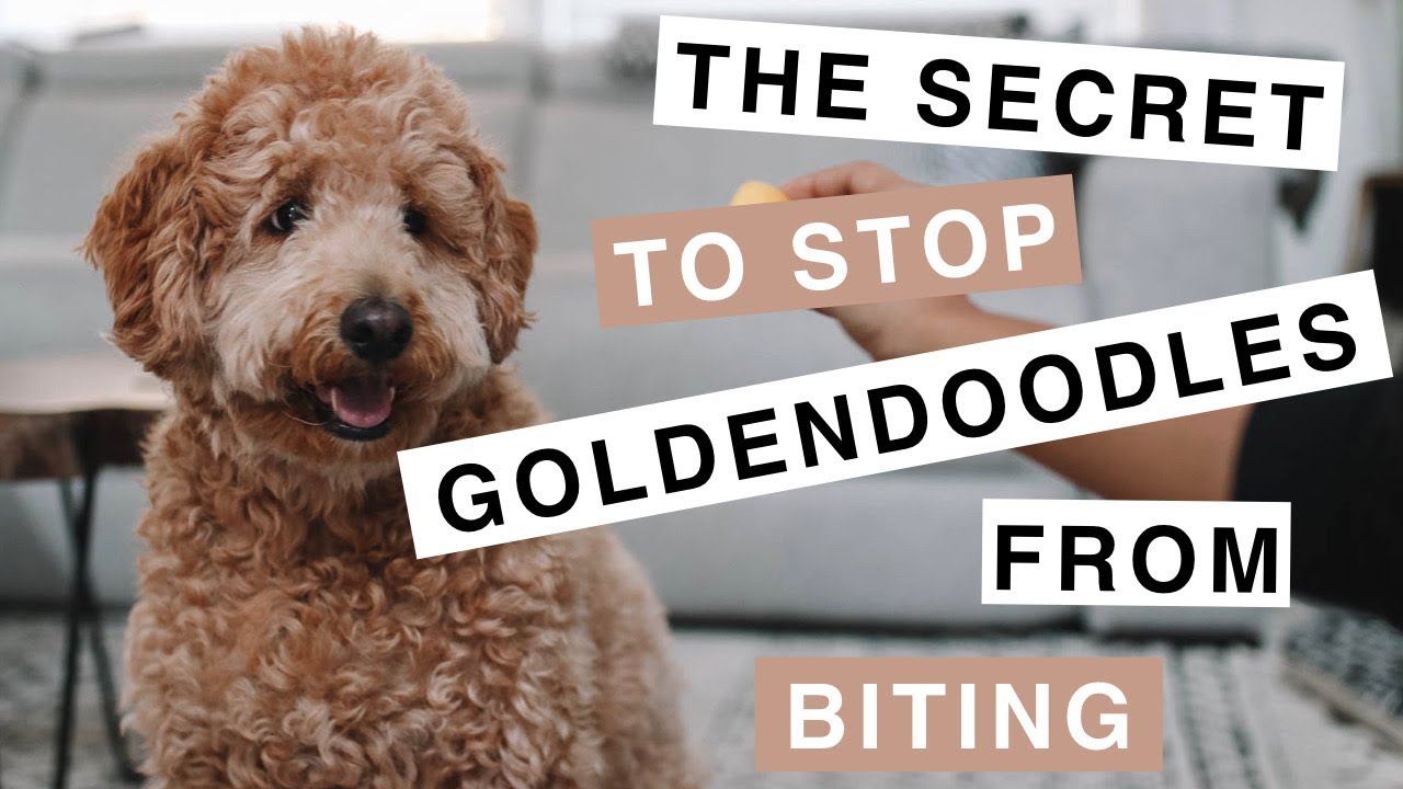 Will My Goldendoodle Stop Shedding