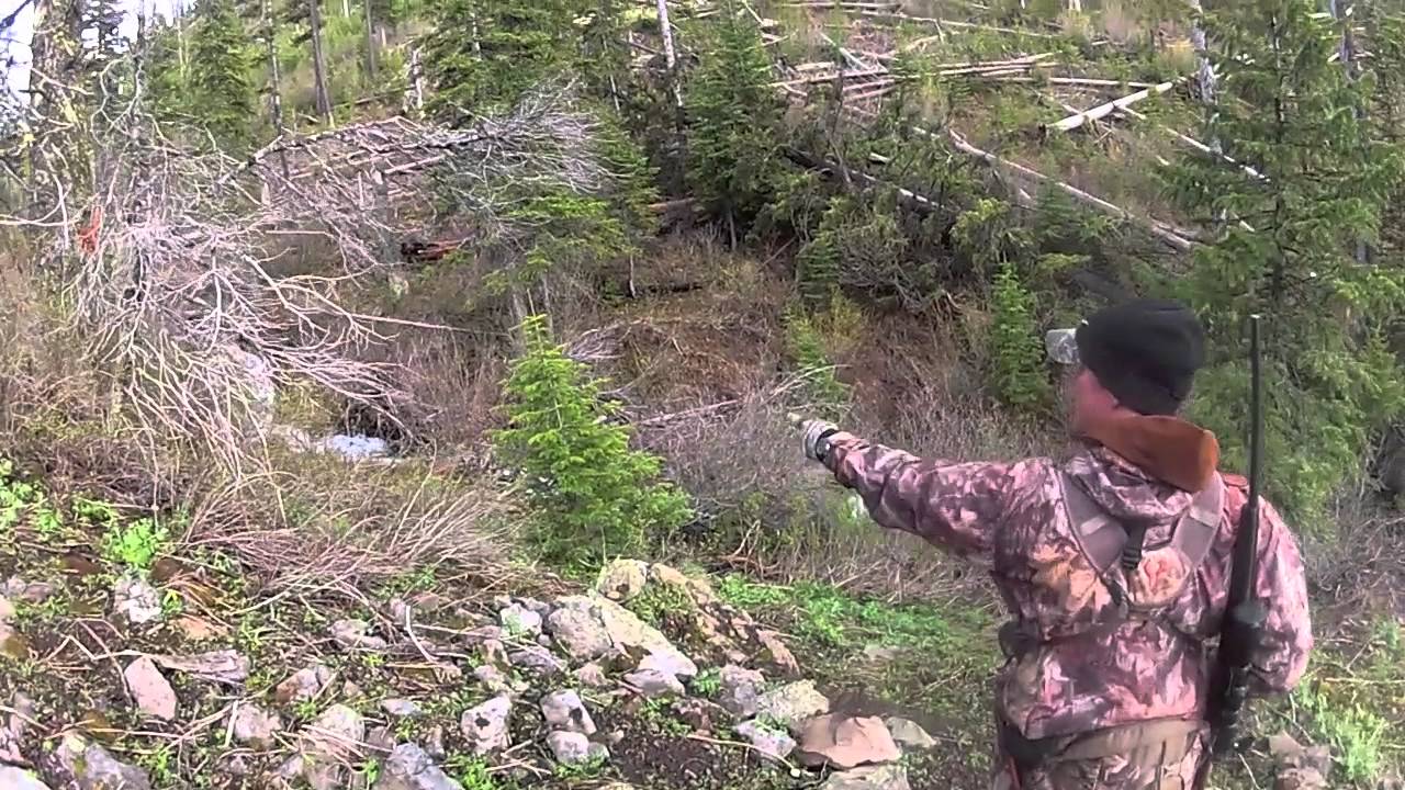 Oregon Spring Bear Hunt 2012 Youtube