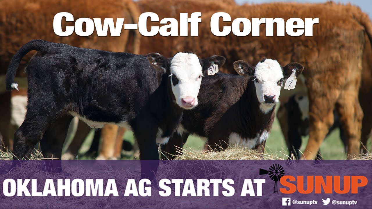 Cow Calf Corner Calf Warming 3 2 19 Youtube