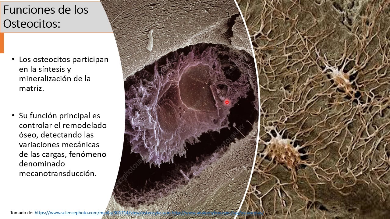 Células Del Tejido óseo Video Nutrición 2020 Youtube