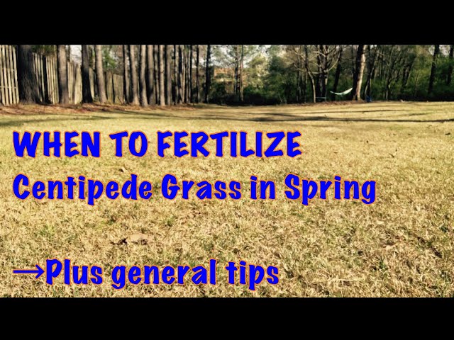 Centipede Fertilizing Schedule
