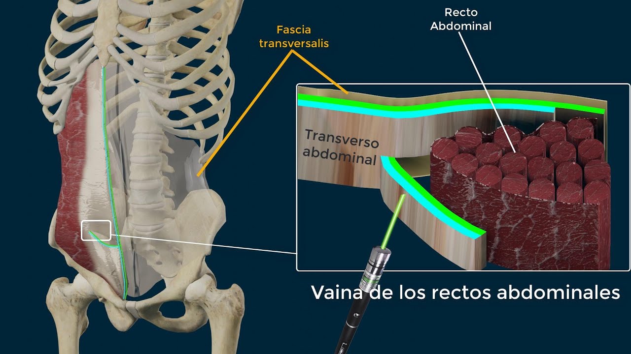 Anatomía De Los Músculos Del Abdomen