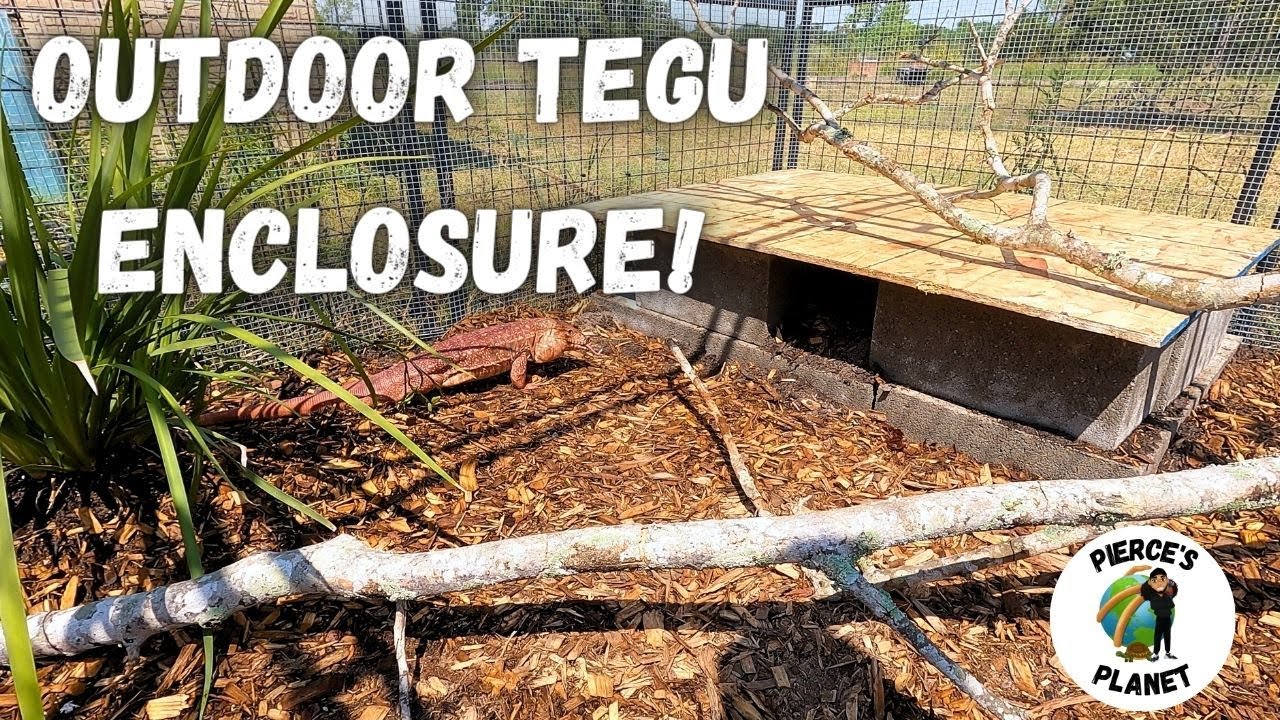 Rat Proofing An Outdoor Tegu Enclosure Youtube