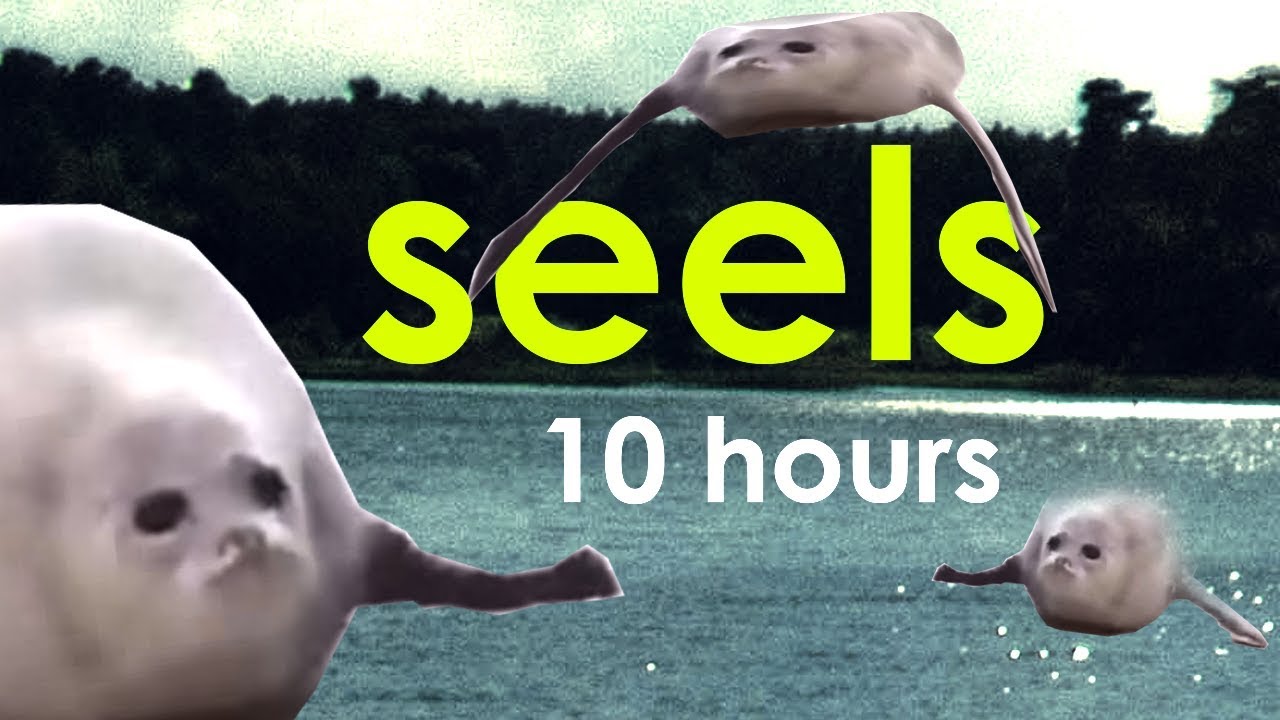 Seals Bouncing 10 Hours At Ava Lazarev Blog