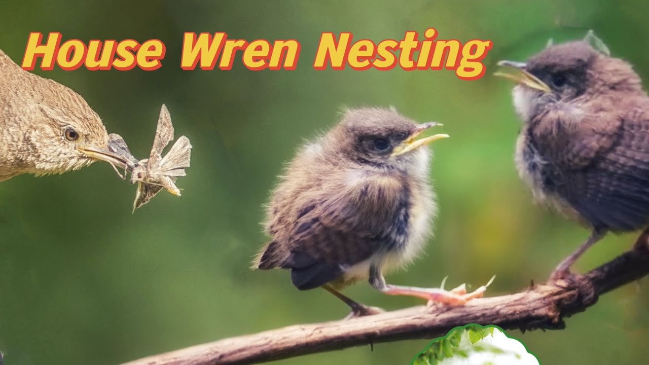 House Wren Nesting House Wren Documentary Backyard Song Birds Youtube