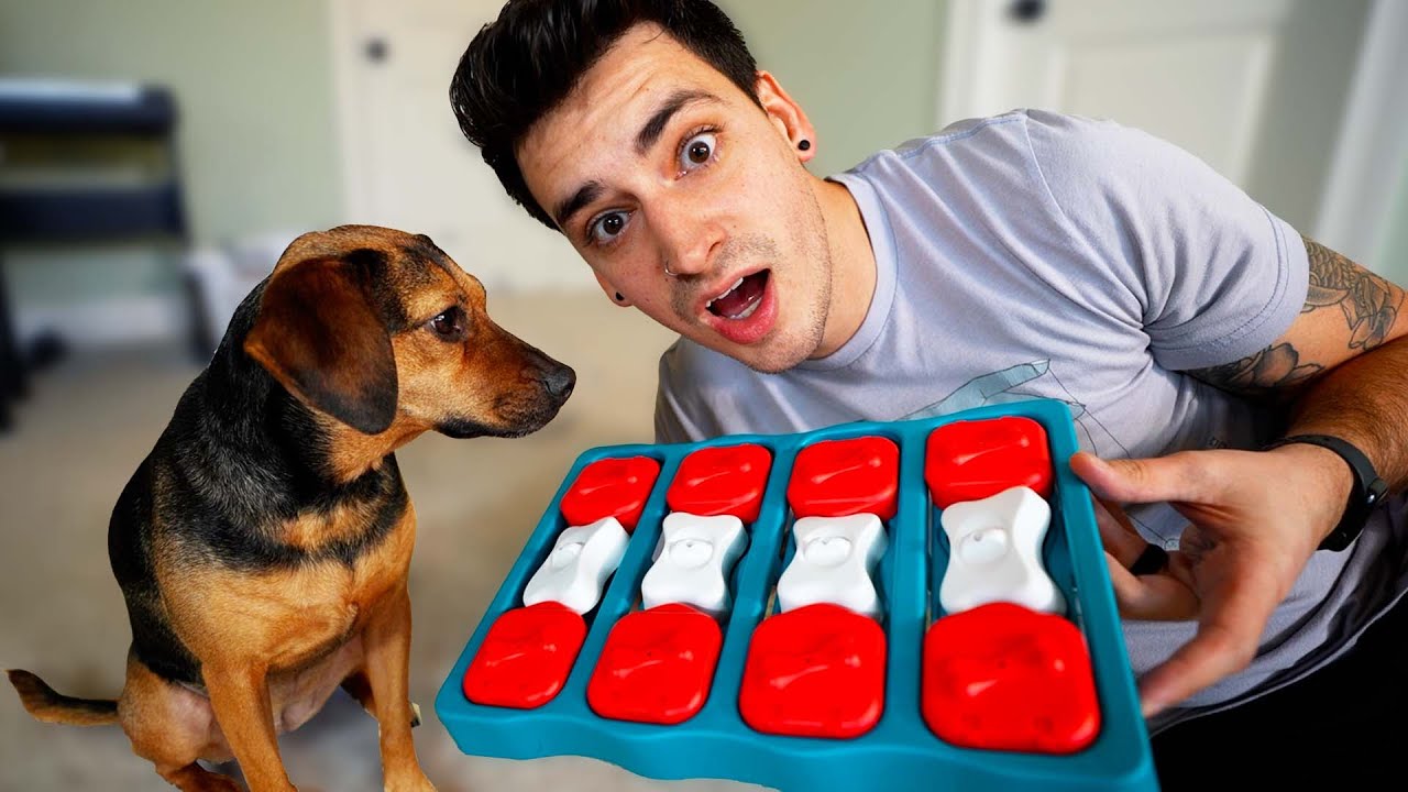 I Have The Smartest Dog In The World Youtube