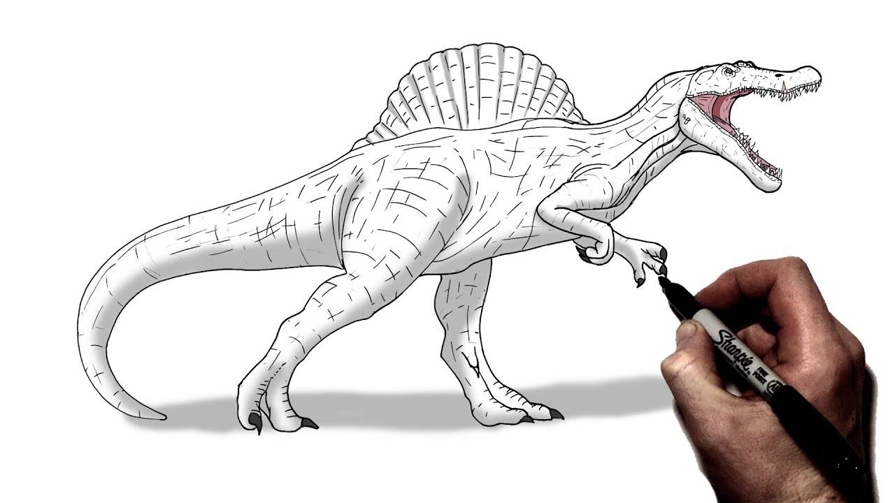 Spinosaurus Drawing Realistic At Herbert Ahner Blog